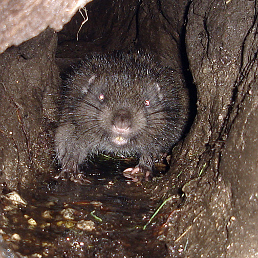 Camera Trap Codger: September 2011