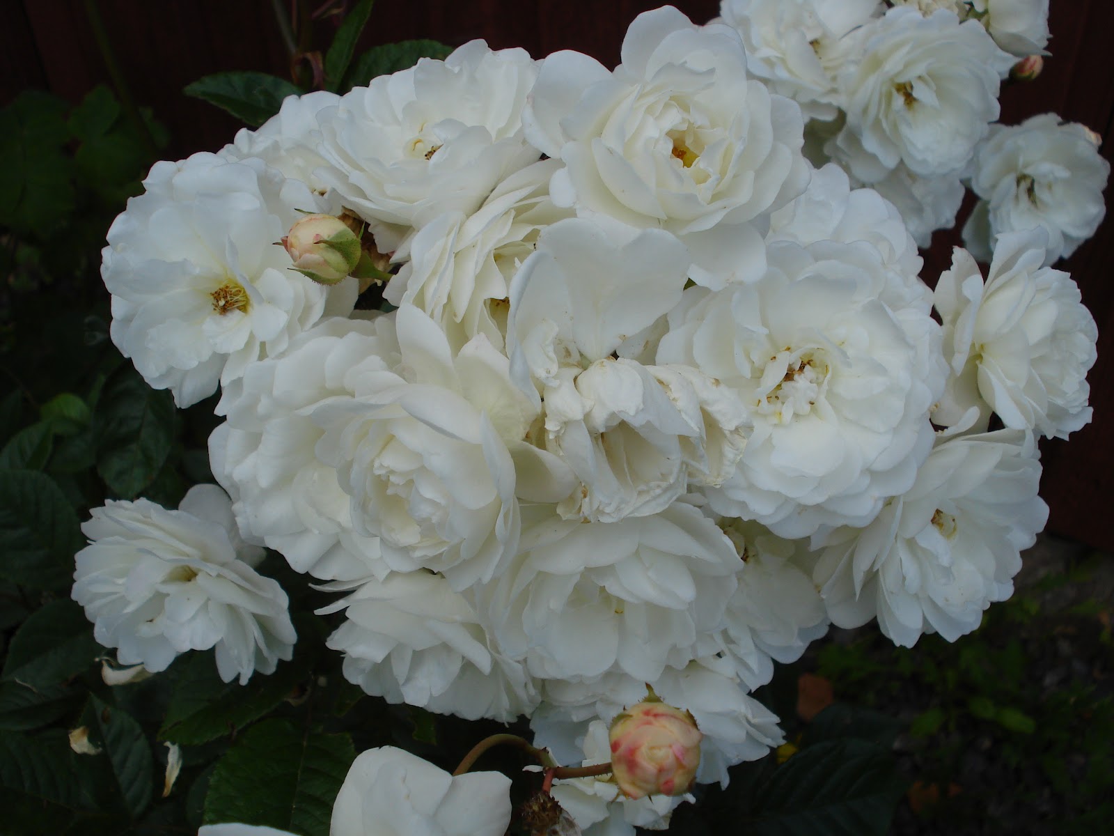 GLAS & LERA: Rosor, rosor och lite annat