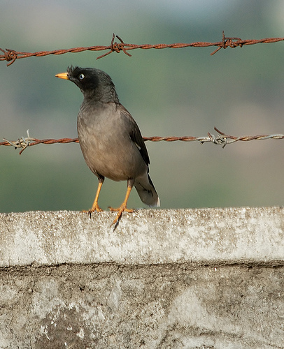 Mainá ~ Animal News