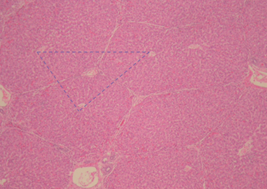 Primeros pasos médicos: Histología de los lobulillos porta y acinos ...