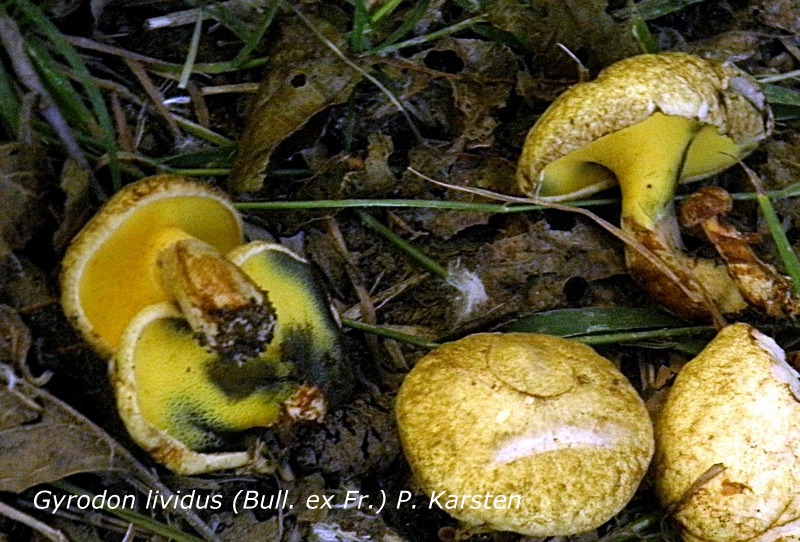 archivos de micología: Gyrodon lividus (Bull.: Fr.) P.Karsten