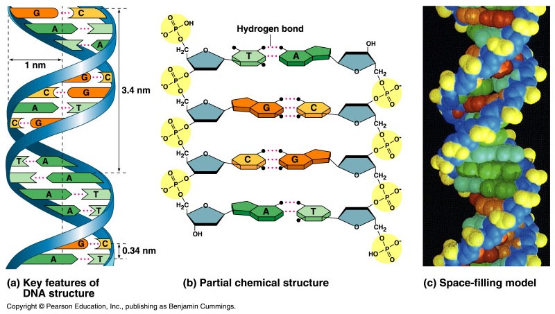A STORY OF NUCLEIC ACID BIOCHEMISTRY: Deoxyribonucleic acid (DNA) structure
