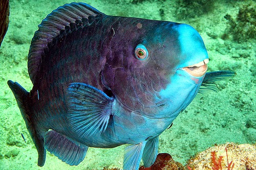 PARROTFISH photos - wallpapers (ανανεωμένο) | the fun bank