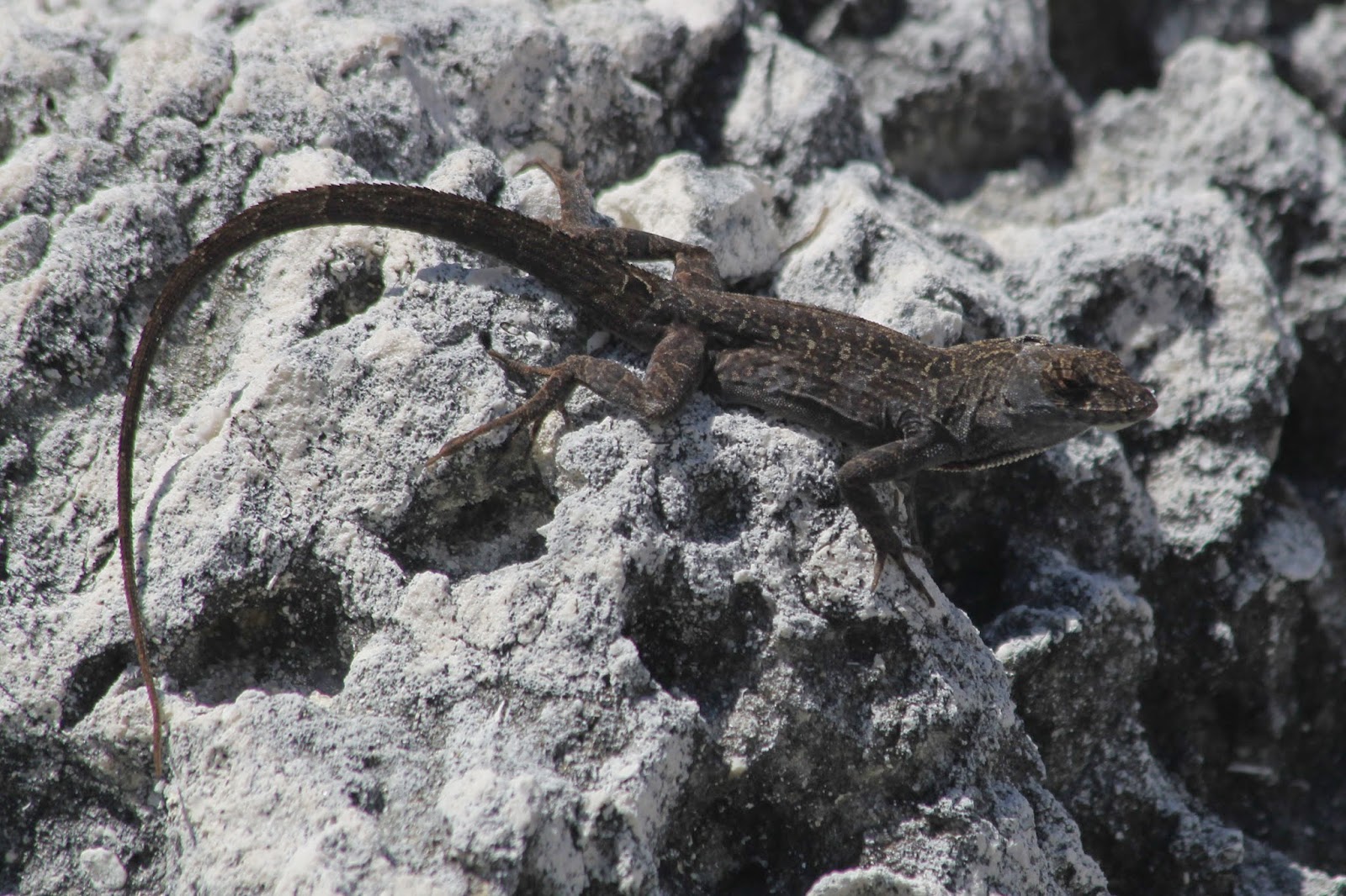Visions From Key West