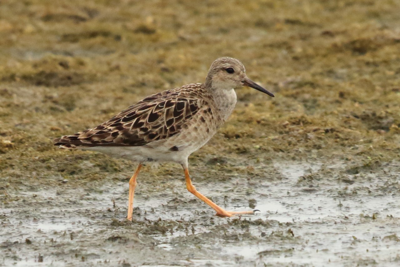 First confirmed RUFF in Saskatchewan in 52 years found by BC Birder!