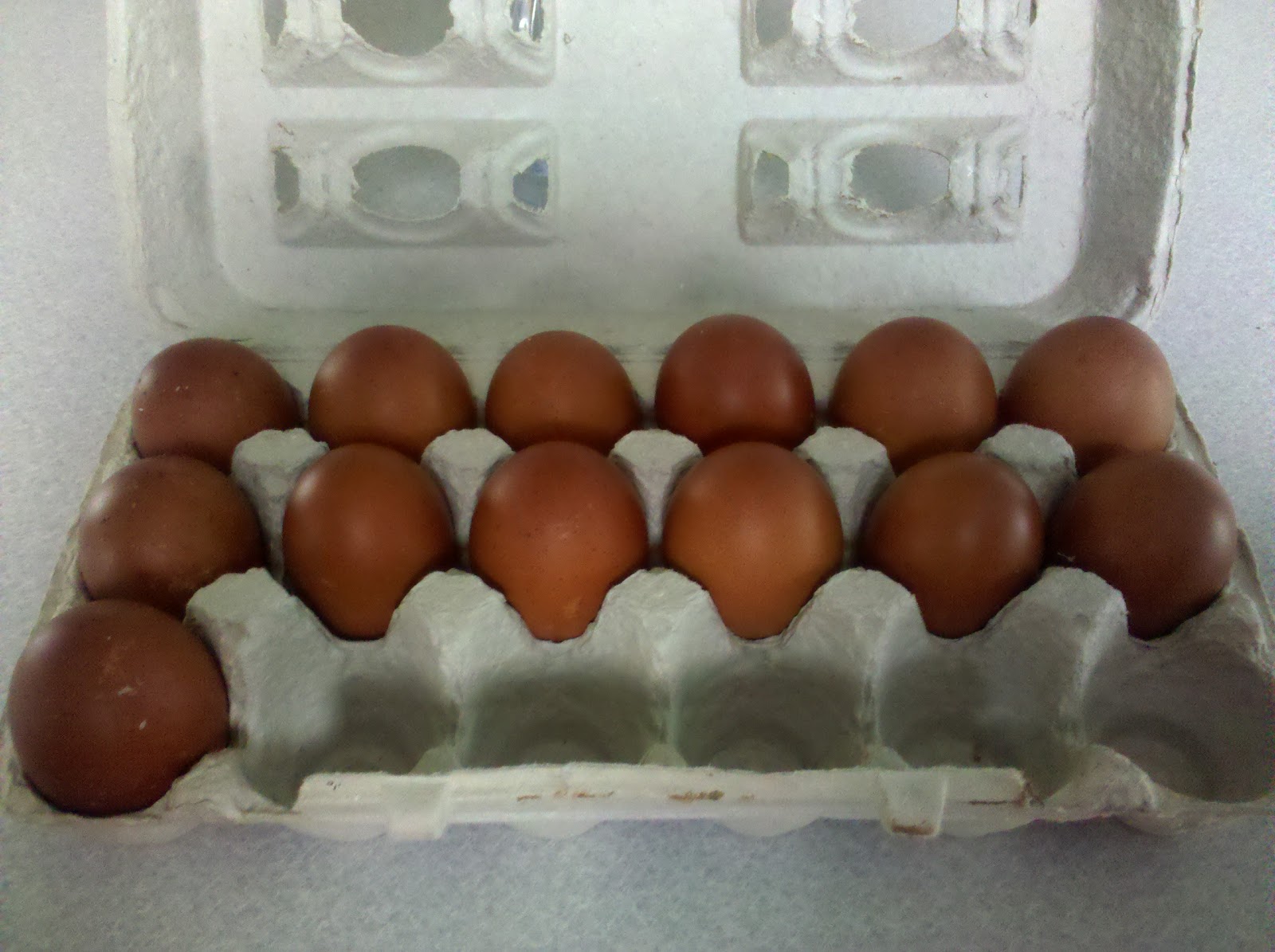 Chicken Crazy in Oregon: Black Copper Marans Eggs Chicken Crazy in Oregon: Black Copper Marans Eggs