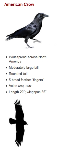 Truth vs. lie essay :: essays research papers