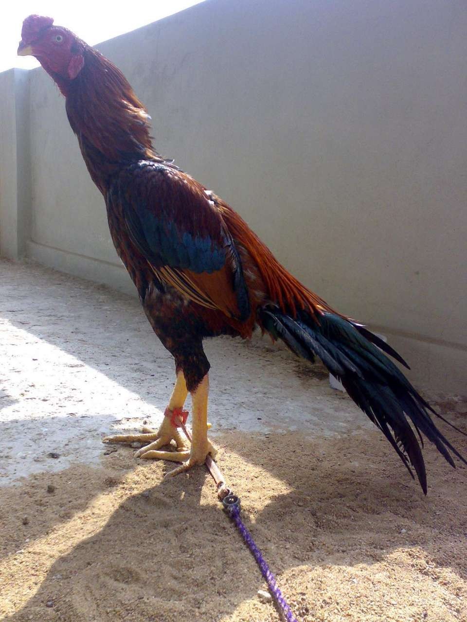 KING GHAZI: Indian Asil