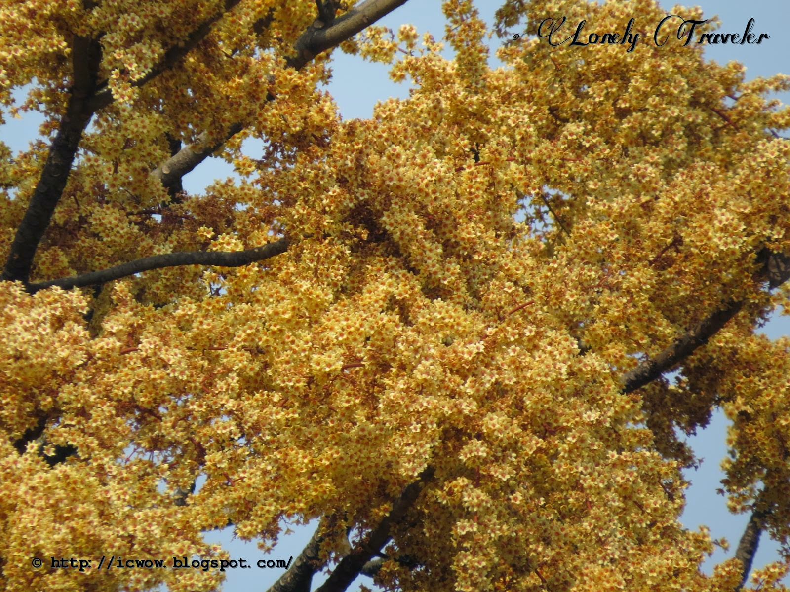 Udal ful (উদাল ফুল) - Sterculia villosa