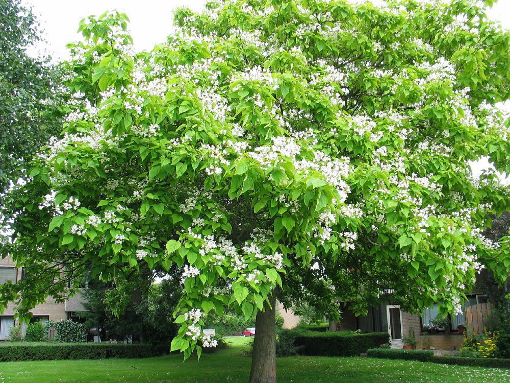 ARTE Y JARDINERÍA : CATALPA BIGNOINOIDES. Familia: Bignoniáceas