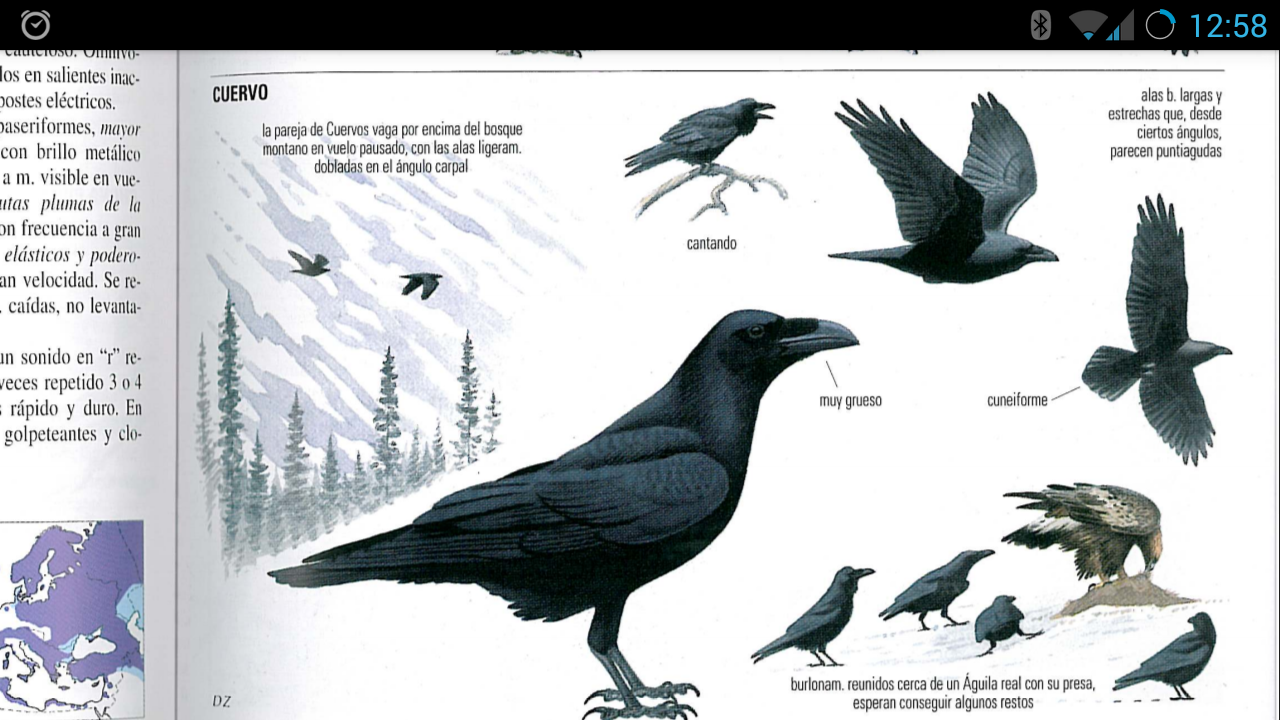 CÓRVIDOS: ¿COMO DIFERENCIAR CUERVOS, GRAJAS Y CORNEJAS?