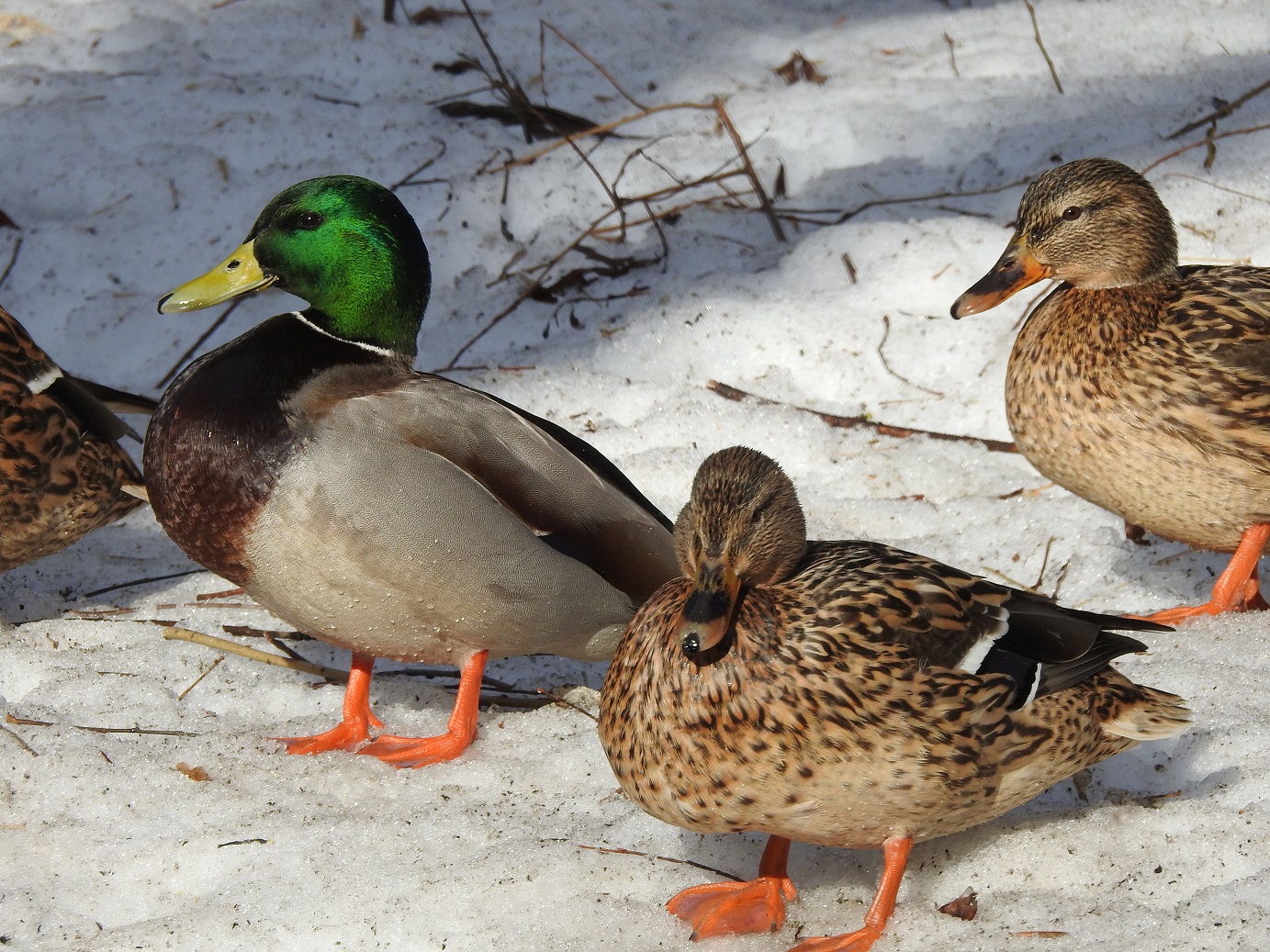VreMax: Photo: Spring Ducks in Moscow