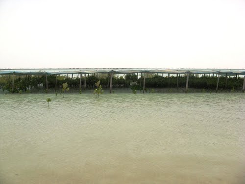 Spreebird wildlife: JIWANI PORT (BALUCHISTAN-PAKISTAN)