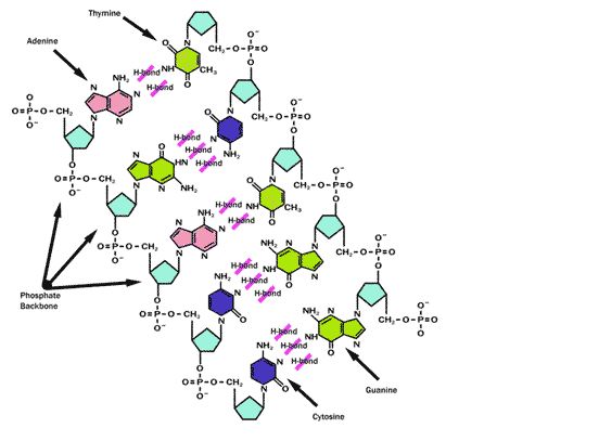 QUIMICA EN LA USC: Estructura del DNA