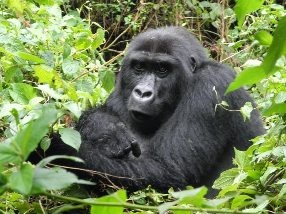 Nibelle et Baudouin: Gorilles des plaines au Congo...