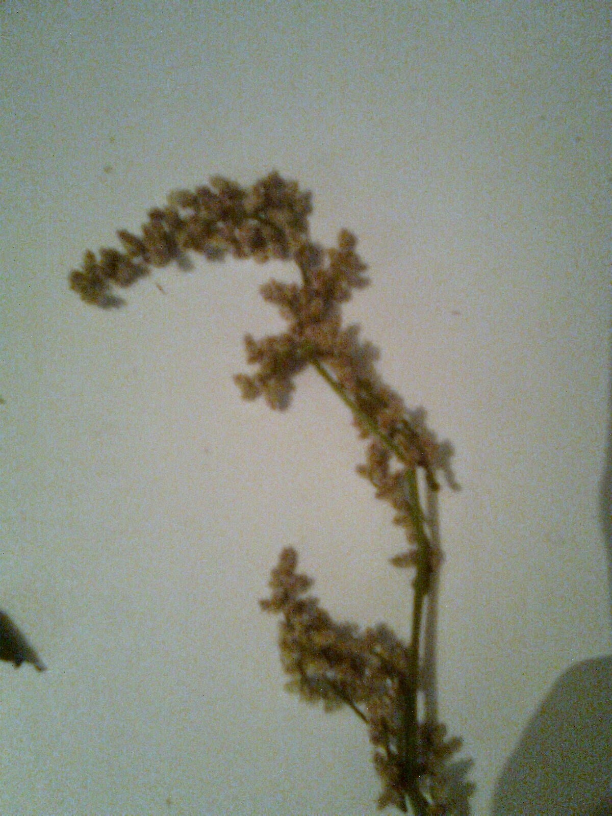 Don George: PLANTAS PARA CURAR EL PIQUETE DEL ARLOMO