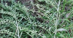 Beneficios y propiedades de la planta Estafiate