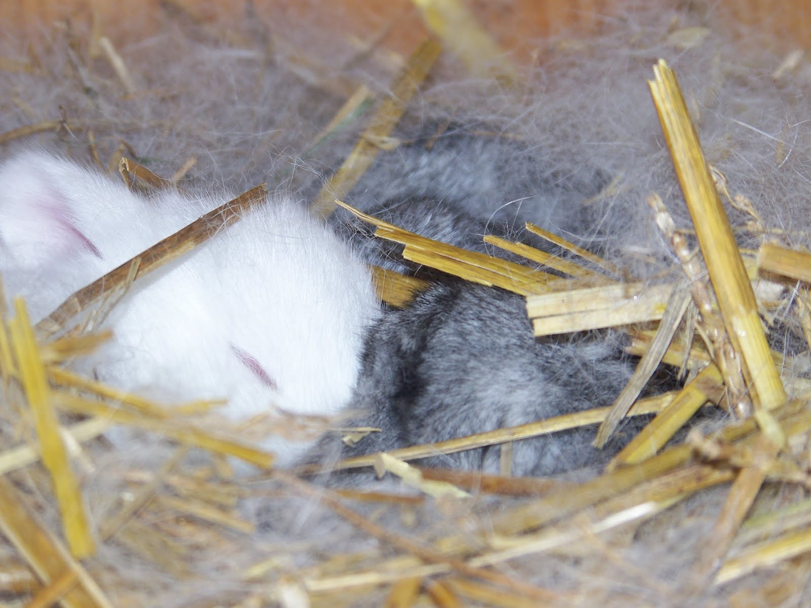 Hickery Holler Farm: Mid May Farm News