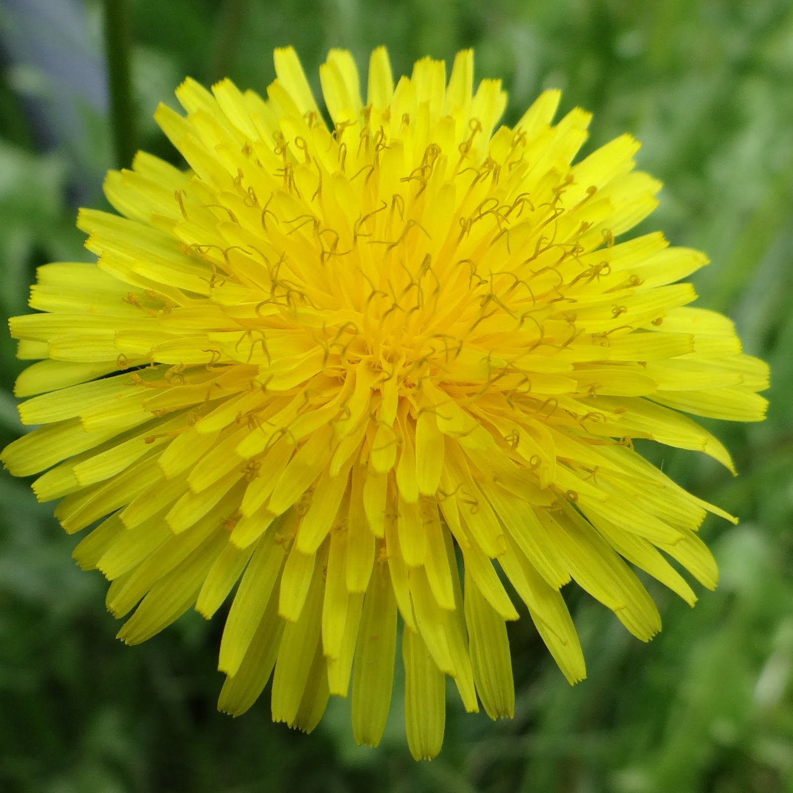 Don't Eat the Paste: Dandelions, Fear and Family