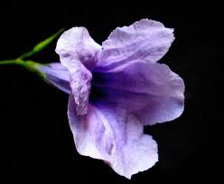 FLOWERS ENCYCLOPAEDIA: Tuberose Flowers