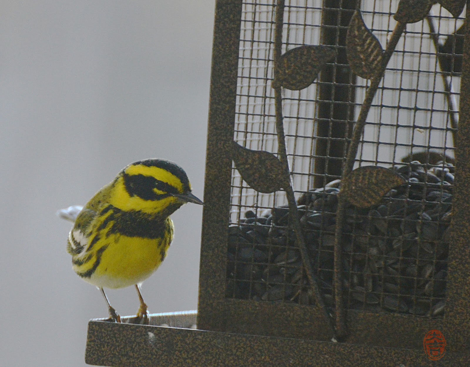 Oregon Backyard Birds, etc.: Townsend's Warbler