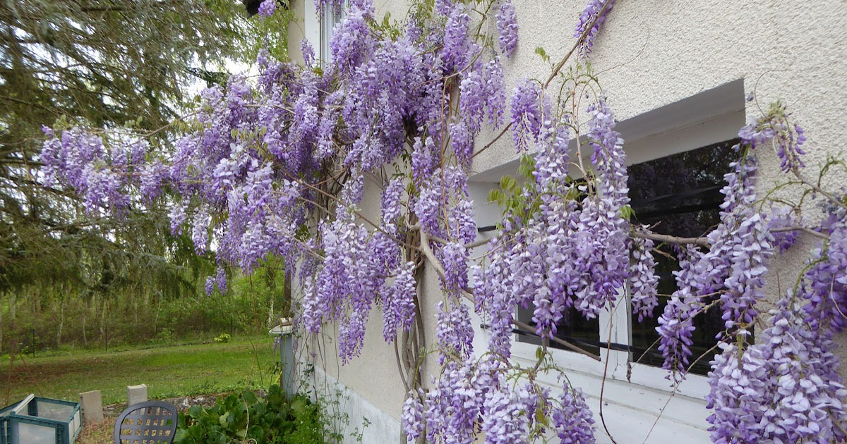 Living the life in Saint-Aignan: Nouvelles de fleurs