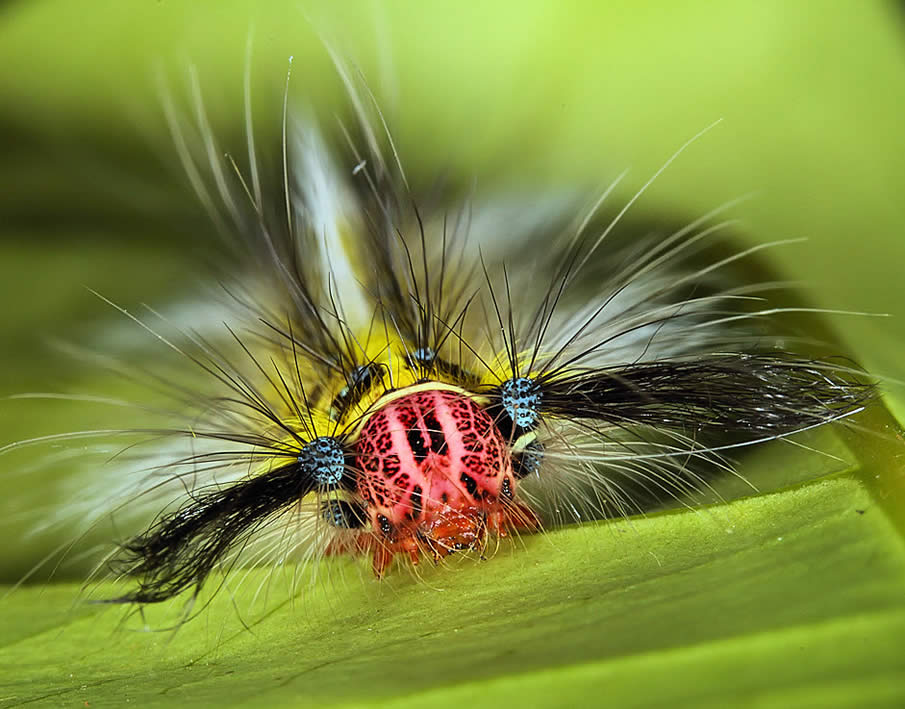 best photos 2 share: 7 Most Eccentric Creatures of Nature