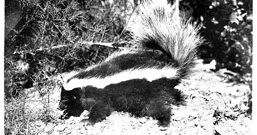 Postales de Federico Kohlmann: Postal Kohlmann Nº 147 - Zorrino