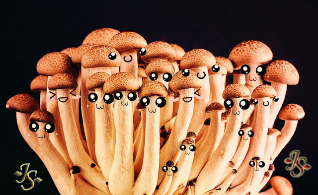 20 Hongos mas hermosos "KAWAII" del planeta. - Juanjo Sabe