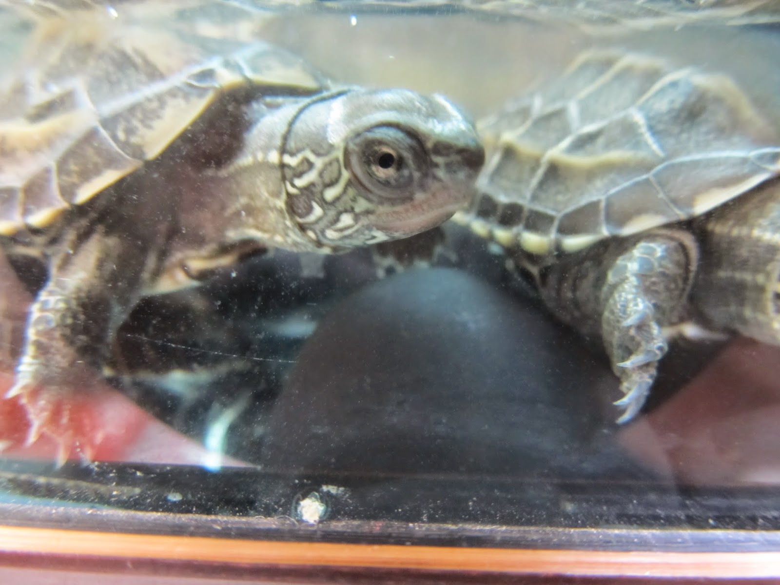 amigos de las tortugas: Mauremys (Chinemys) Reevesii o tortuga china