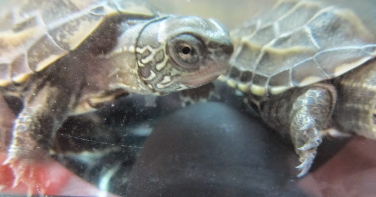 amigos de las tortugas: Mauremys (Chinemys) Reevesii o tortuga china