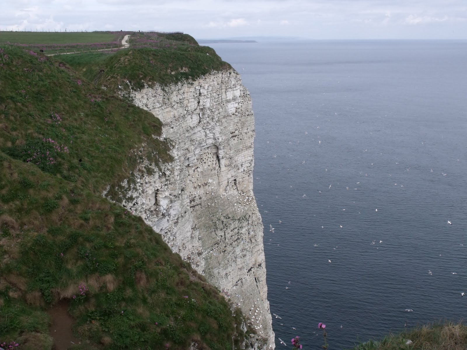Yorkshire Ramblings: Bempton Cliffs RSPB Nature Reserve