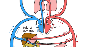 Libres d'apprendre: Le coeur et la circulation sanguine