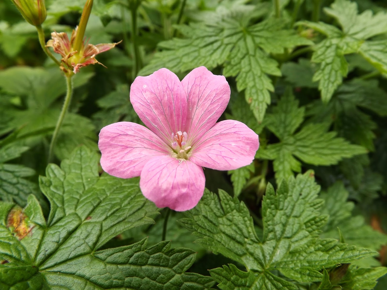 Le Jardin de la Salamandre: Geranium x oxonianum
