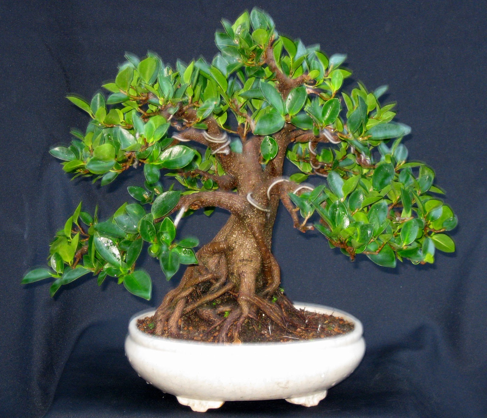 BonsaiBaires: Ficus retusa