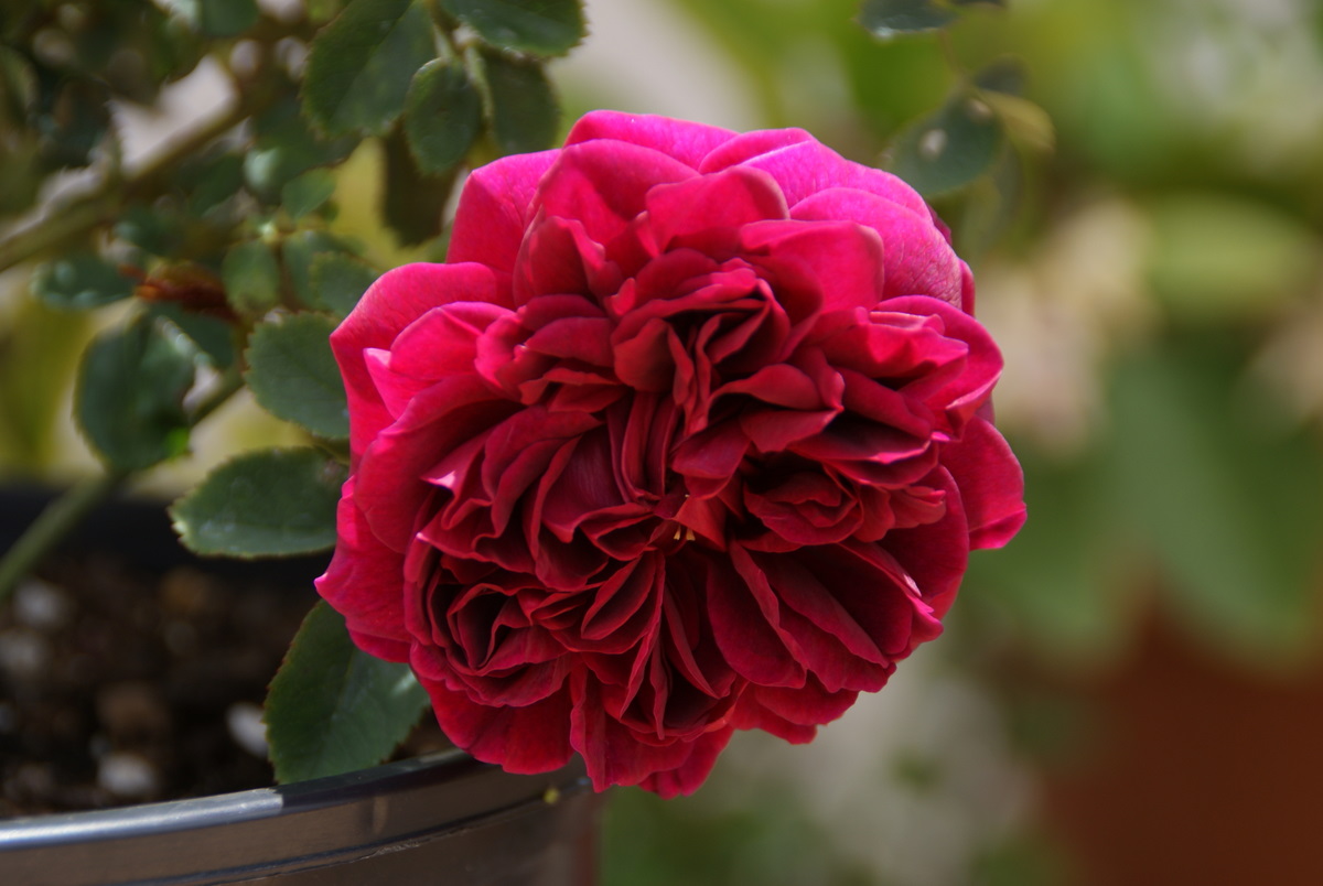 Organic Garden Dreams: May Roses