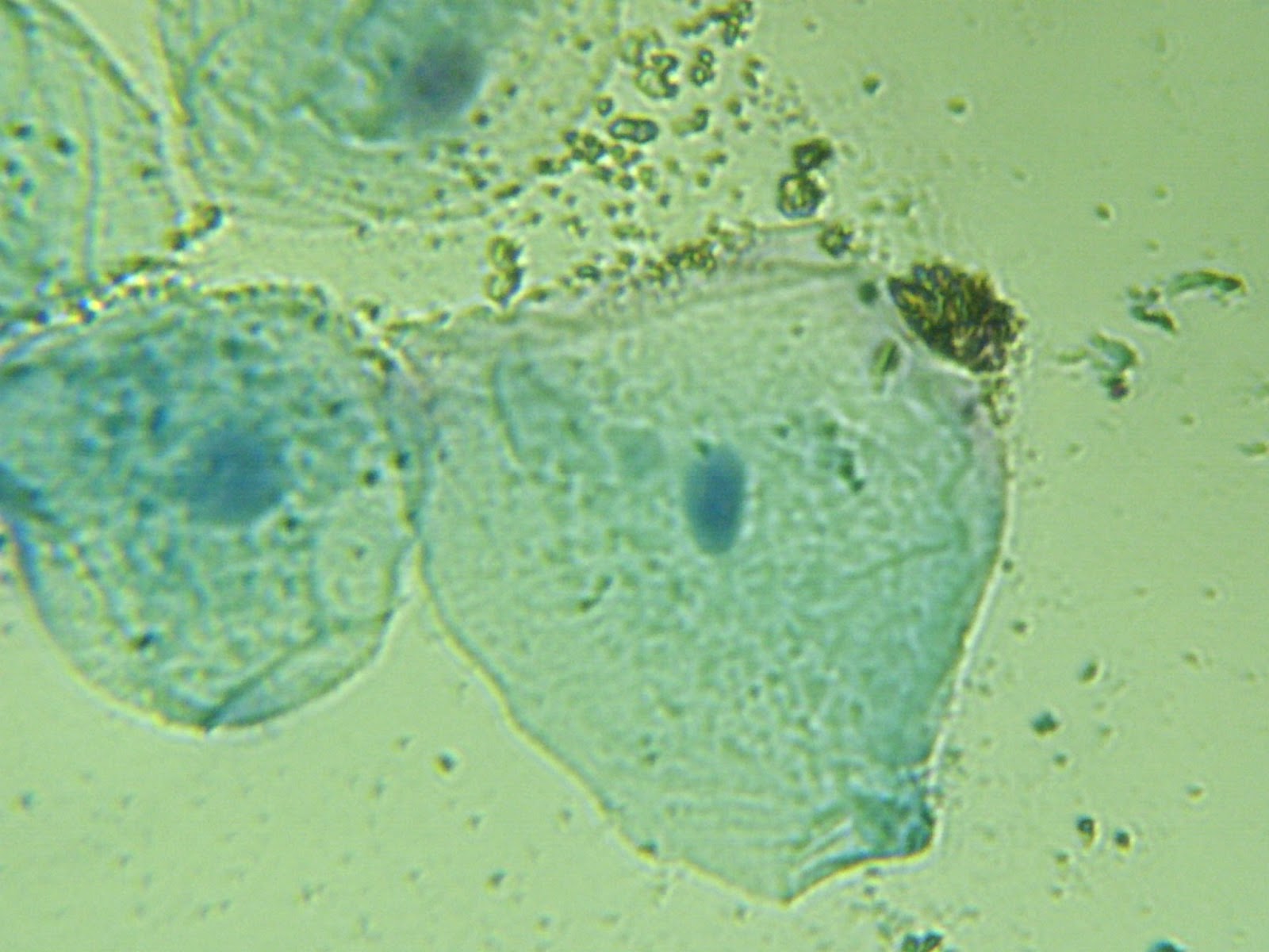 CIENCIAS JPL: CÉLULAS EPITELIO BUCAL