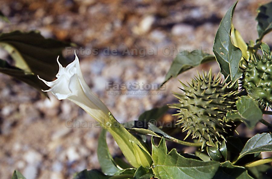 Flora medicinal, alimenticia y artesanal de la Ribera Navarra: Datura ...