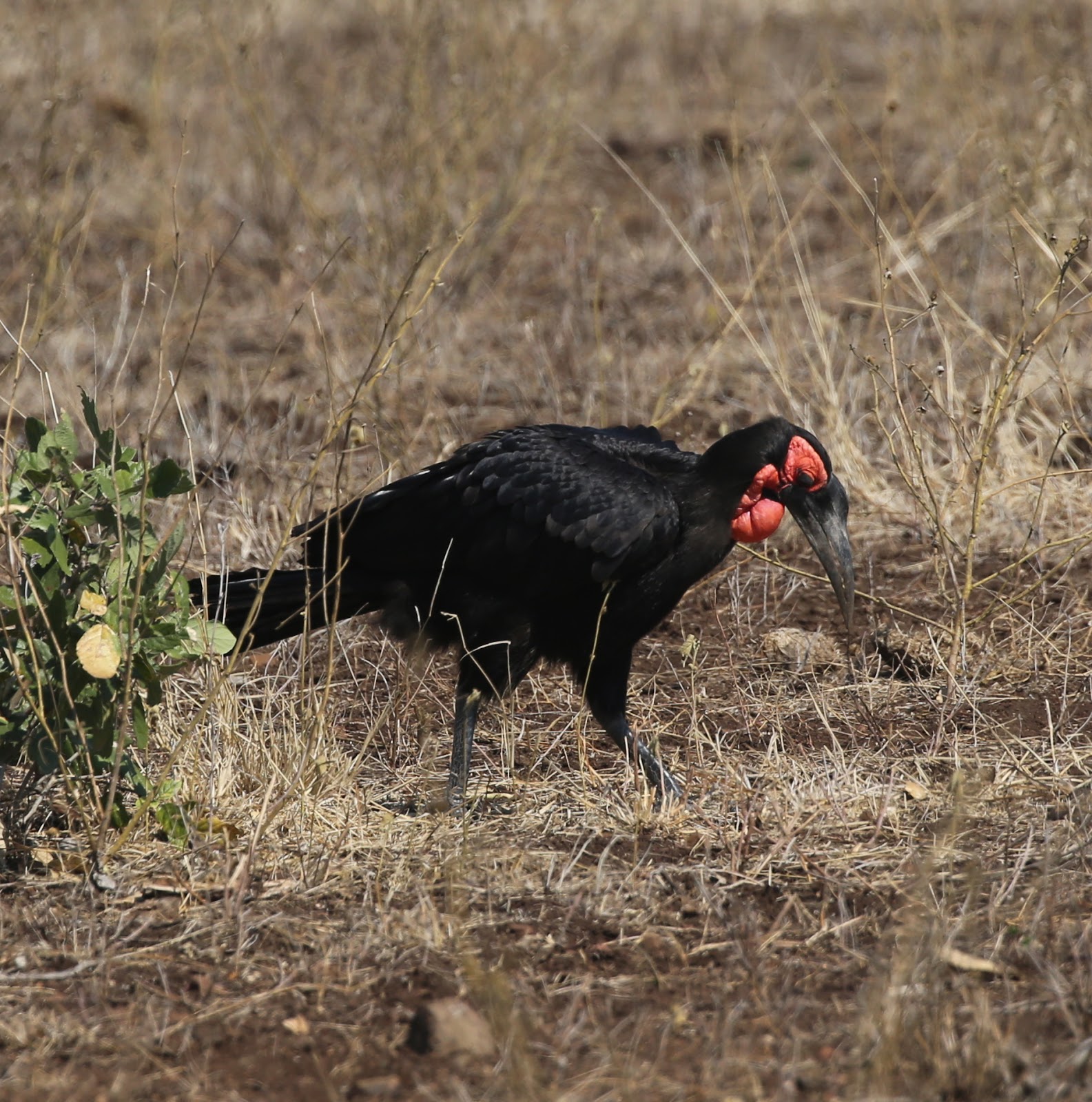 Worldbirder: Clare & Rowan's Africa trip!