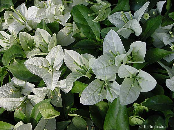 ♣ Vriksha ♣ Sasya ♣ Lata ♣: kagitam puvvu/ Bougainvillea glabra ...