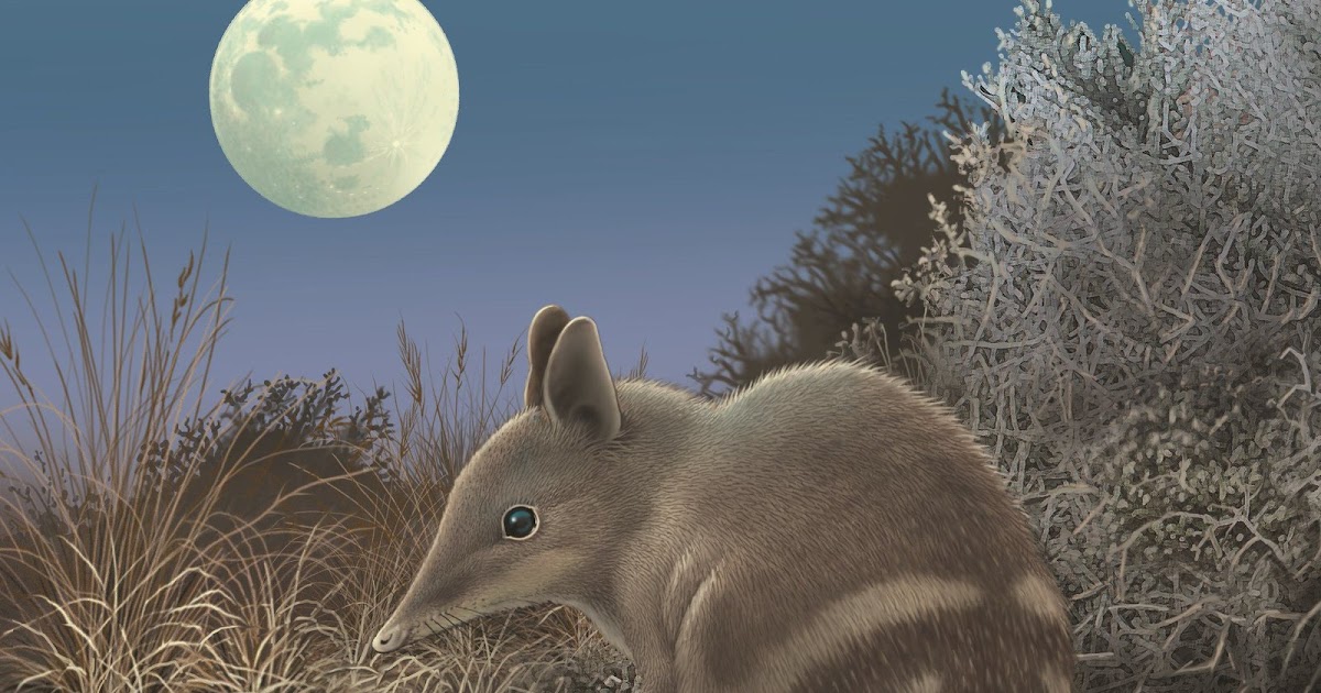 Species New to Science: [Mammalogy • 2018] Total Evidence Analysis of ...