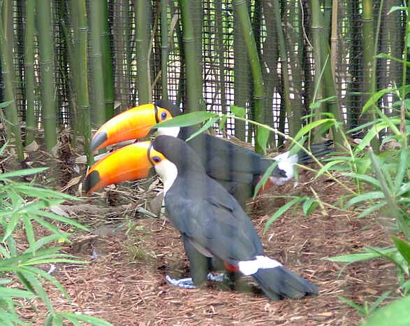 Toco Toucan Info And Pictures | All Wildlife Photographs