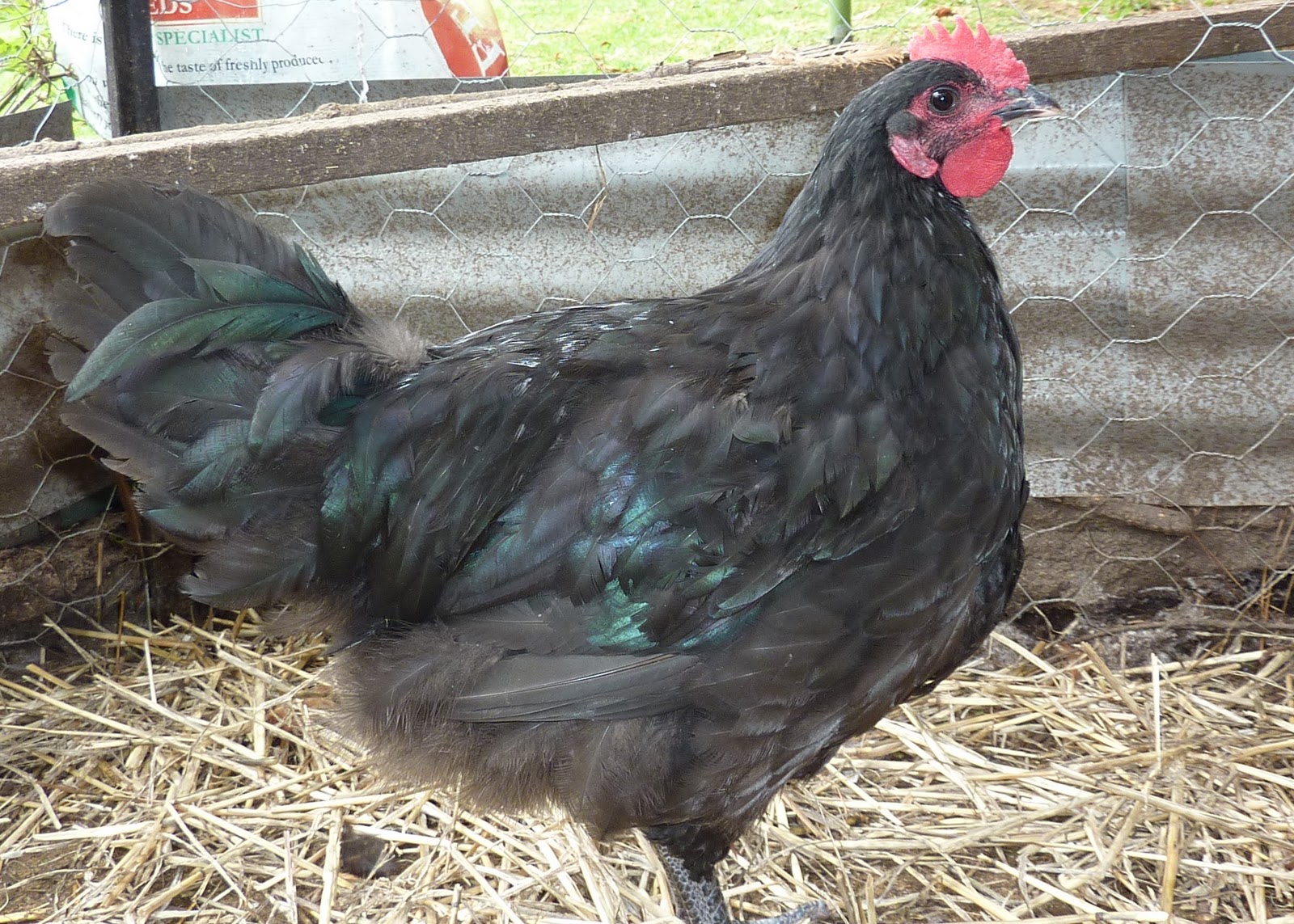 Mountain Wildlife: It's that crazy chook lady again.....!