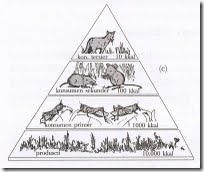 ILMU 212: Komponen Penyusun Ekosistem