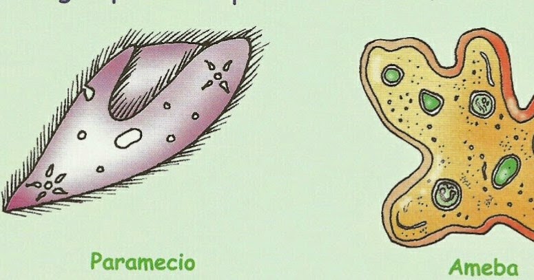 San Vicente Grado Quinto B: CIENCIAS NATURALES Dibujos del Reino Protista