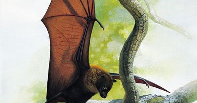 Laberinto en extinción: Zorro volador de Tokuda (Pteropus tokudae)