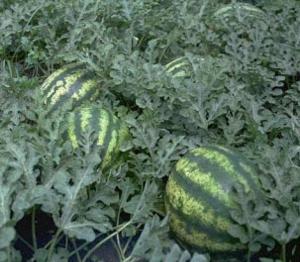 Lubenica ( Citrullus lanatus ) | Prirodni lijekovi za sve bolesti ! All ...