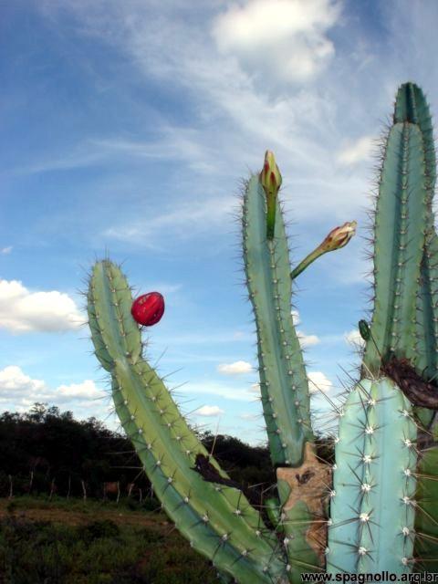 Mandacaru - Cereus jamacaru