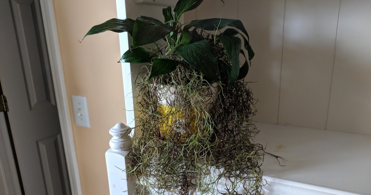 NatureMan's Official Blog: Growing Spanish Moss in Indiana