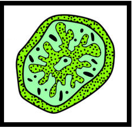 Ciencias Naturales: El reino protista